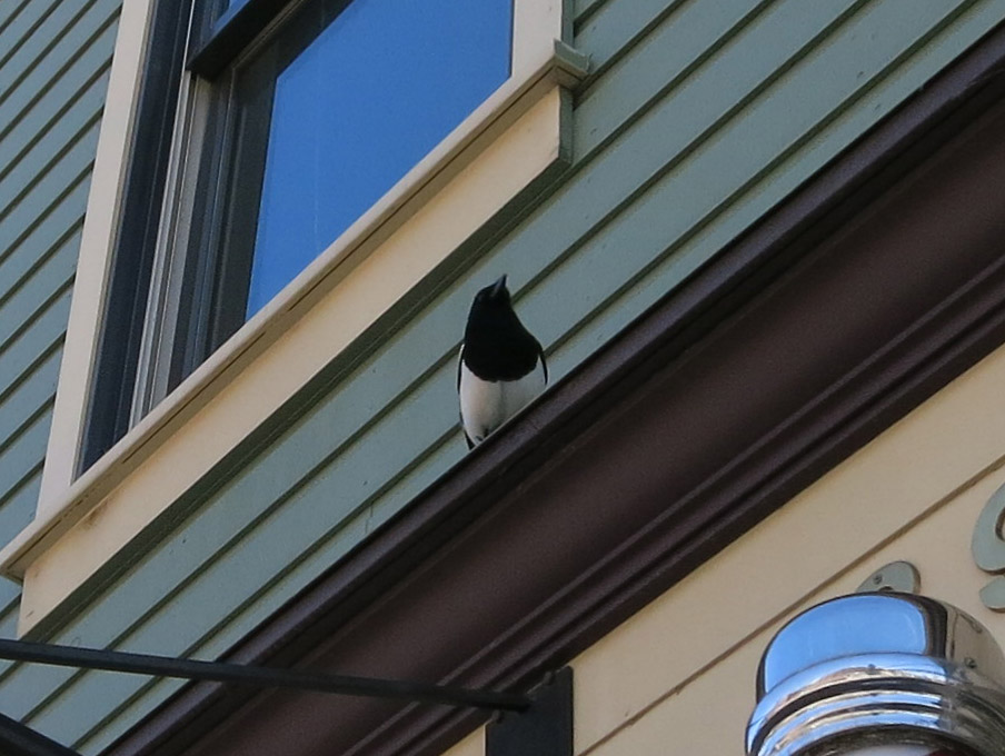 2017 Ski Telluride Colorado